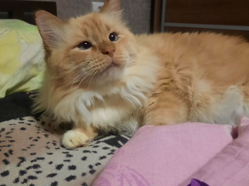 Тайский кот ред поинт бесплатно