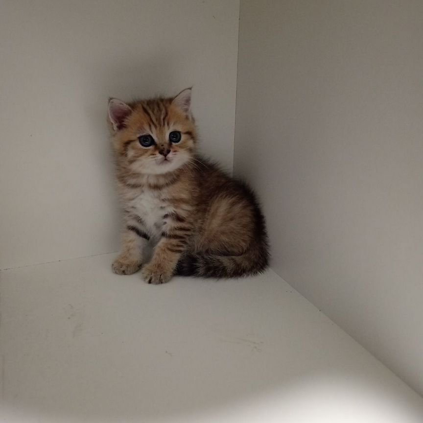Котята золотая шиншилла