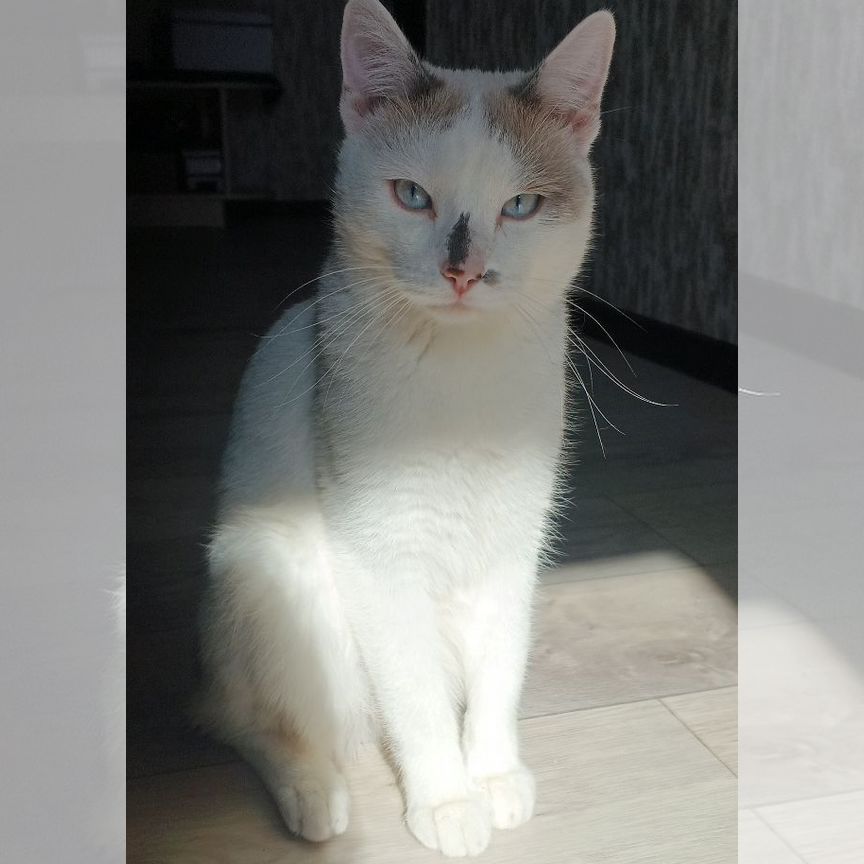 Отдам кота в добрые руки бесплатно