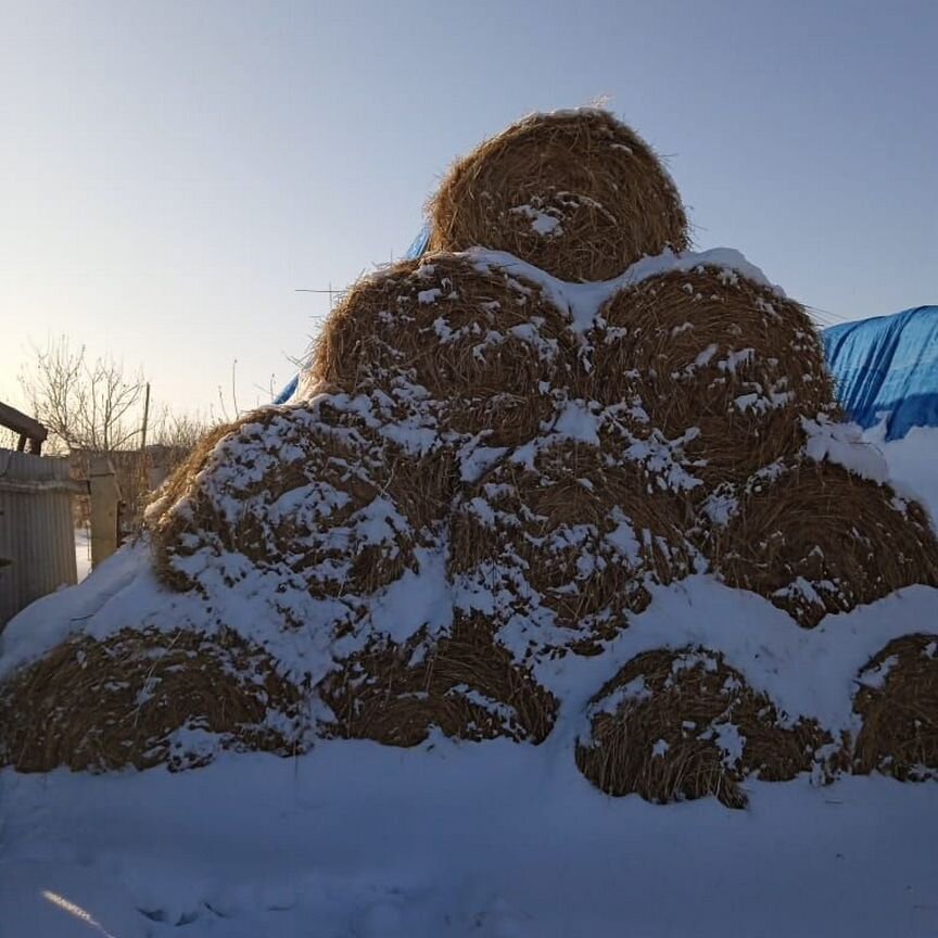 Продам сено в рулонах 200-250 кг