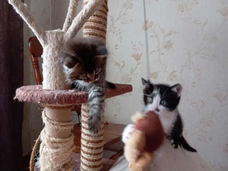 Котята в добрые руки приучены к лотку