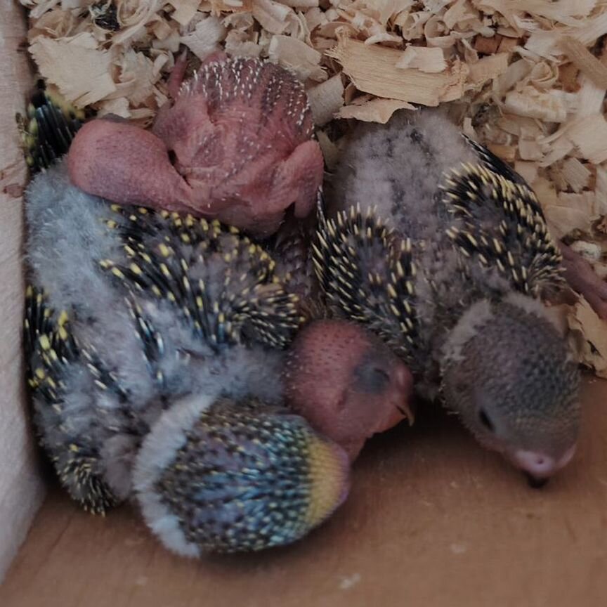 Птенцы волнистого попугая