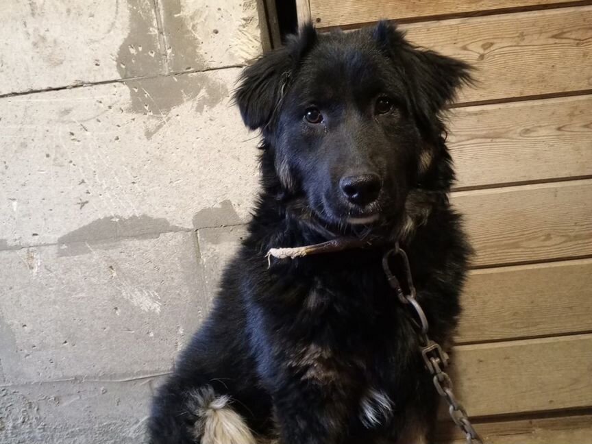 Молодая собака Гера на охрану