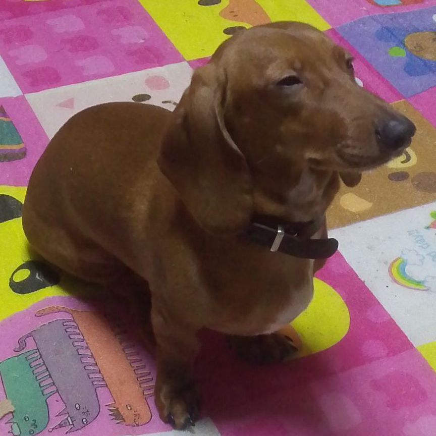 Такса, взрослая собака