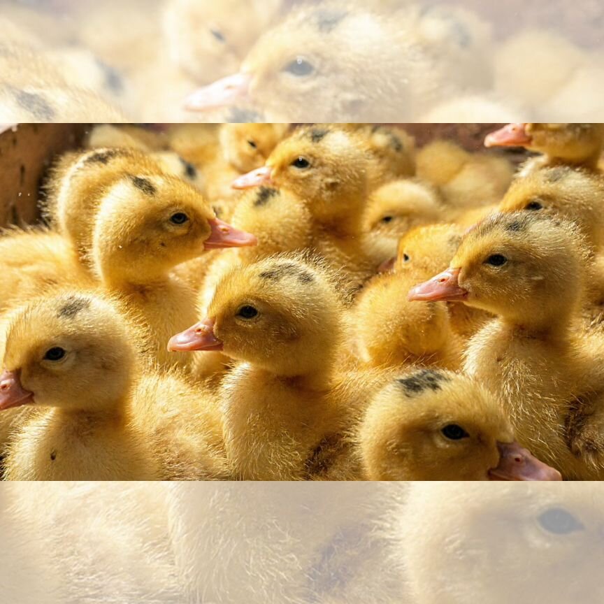 Муларды от фермера