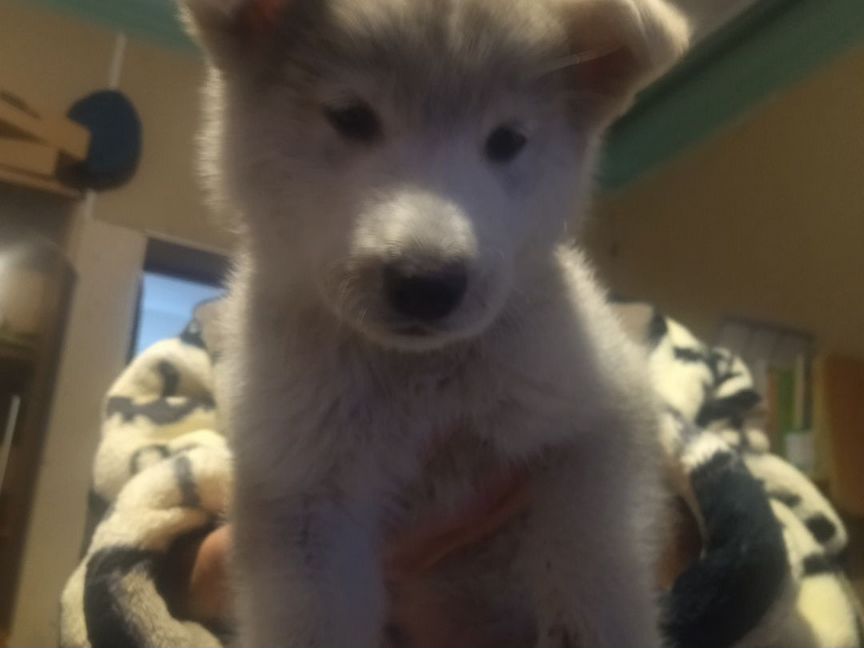 Щенки хаски