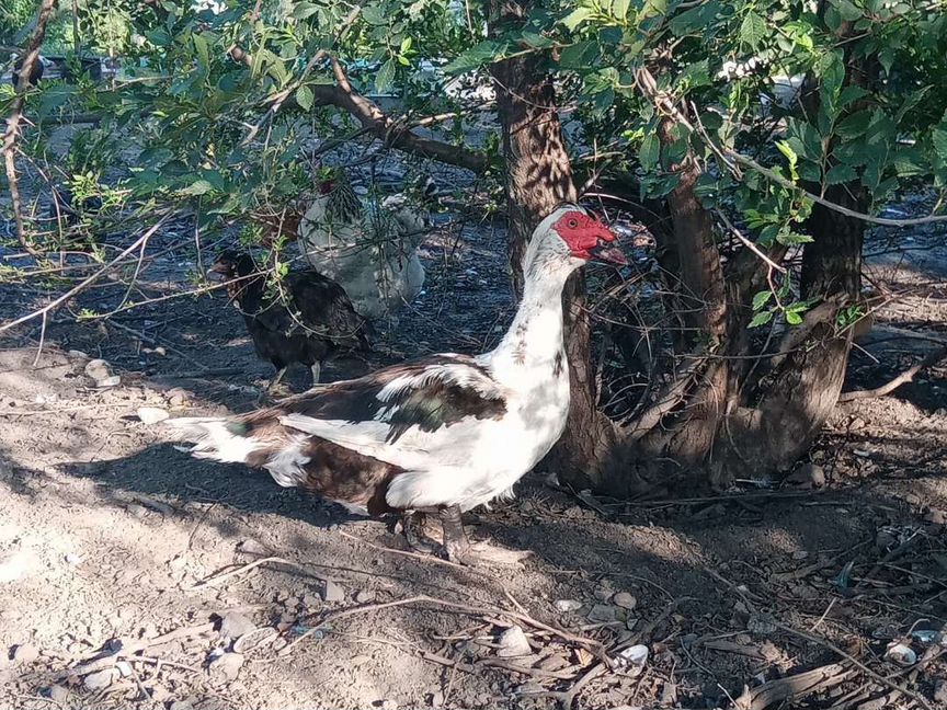 Утаки Шипуны и Петух