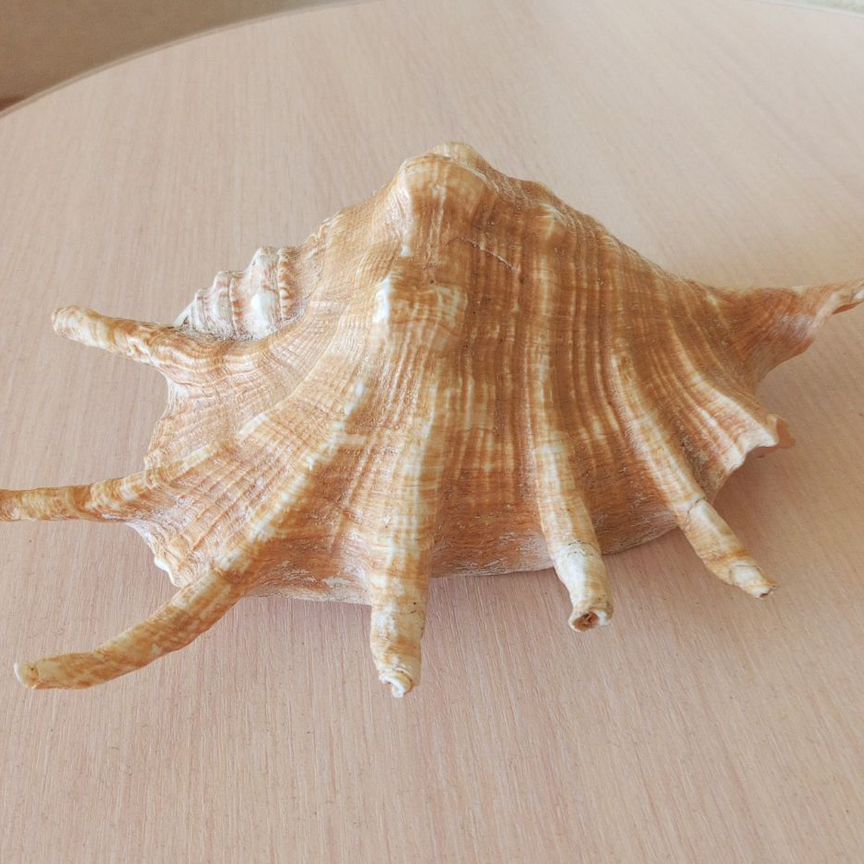 Ракушка морская большая