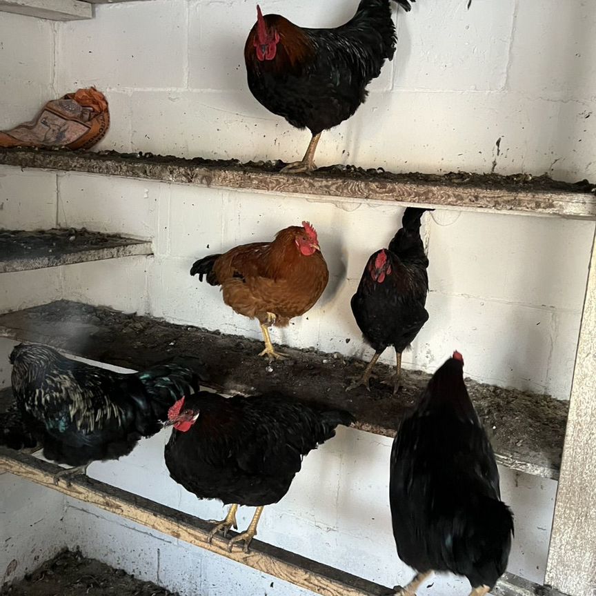 Молодые петушки