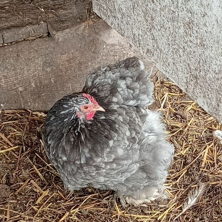 Курочки и петушки миникохи