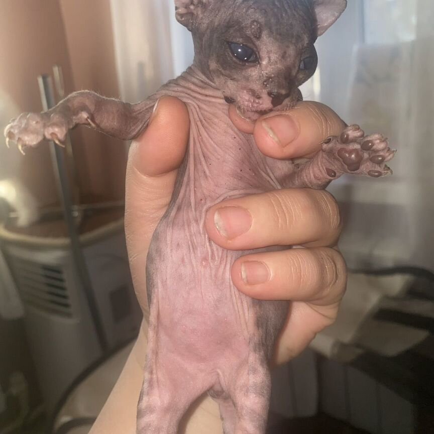 Донской сфинкс котята