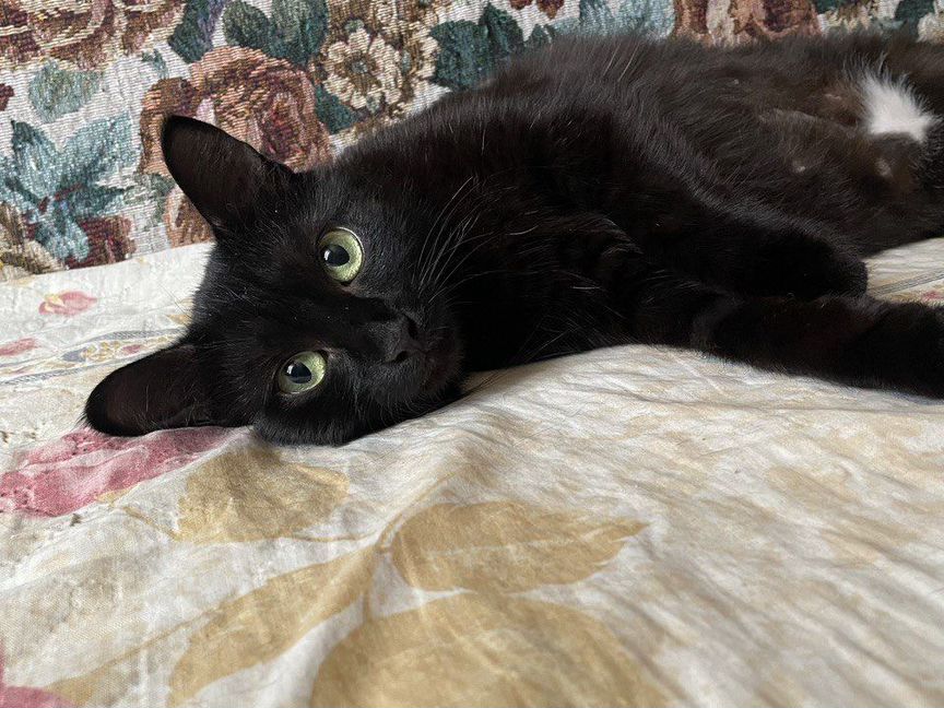 Кошка