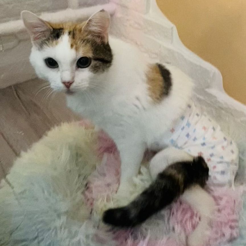 Кошка в добрые руки