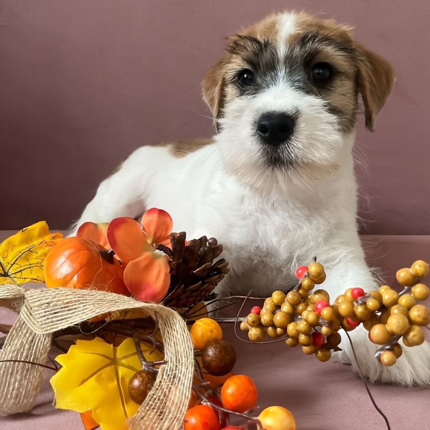 Джек-рассел-терьер, щенок