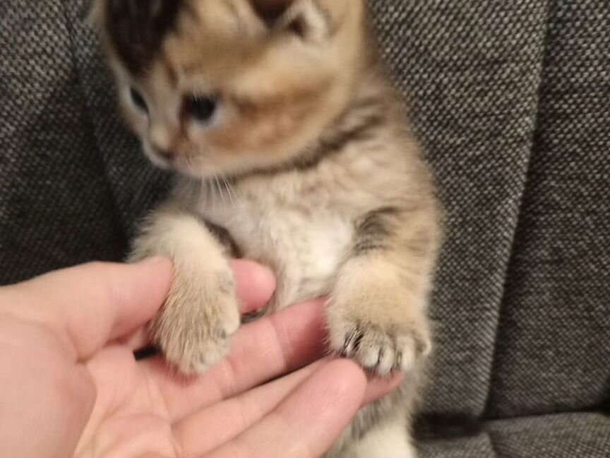 Котенок окраса золотая шиншила