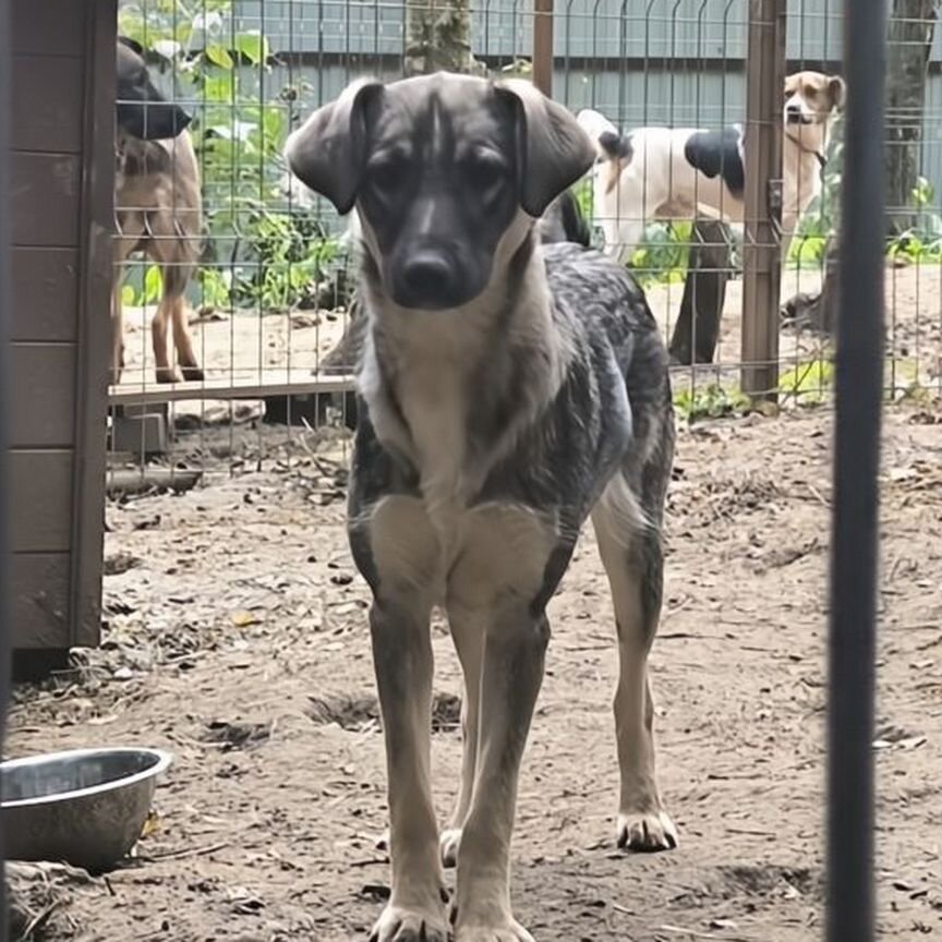 Взрослая собака в добрые руки