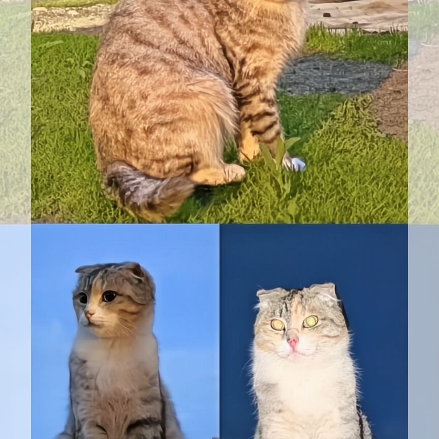Шотландская вислоухая короткошёрстная, взрослая кошка