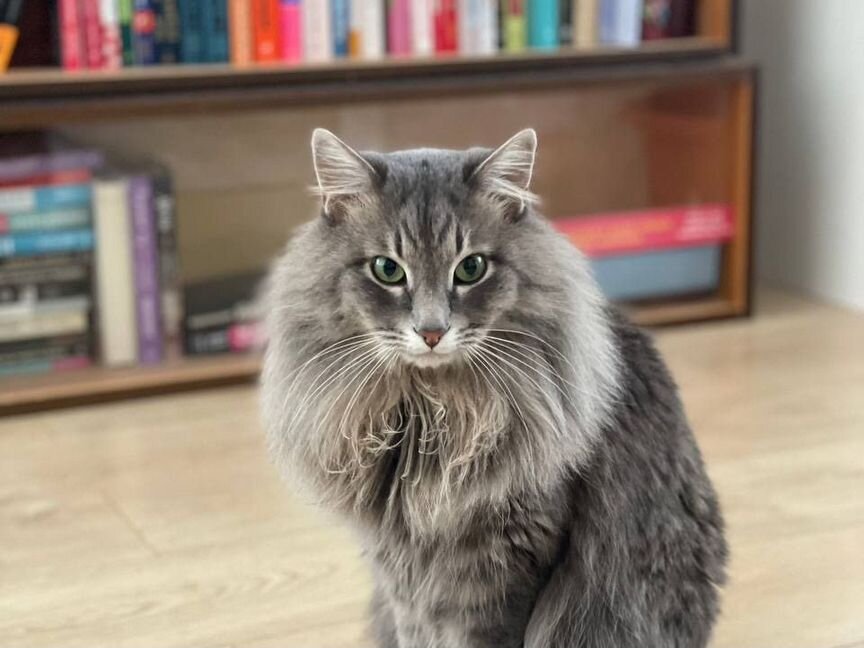 Котик в добрые руки