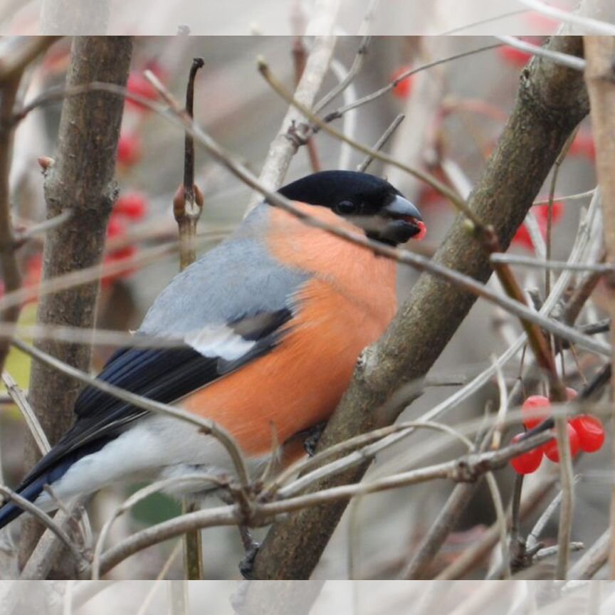 Певчие лесные птицы