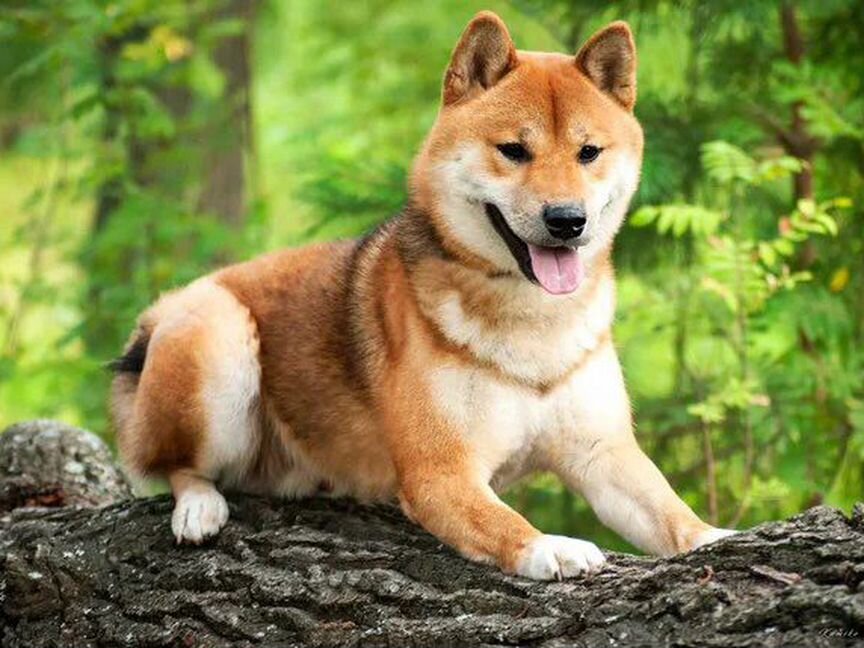 Монопородный питомник сибаину приглашает на вязку