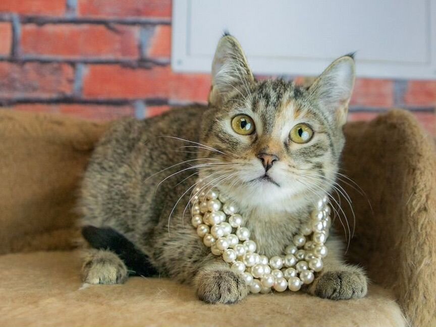 Котенок девочка Мия 3 мес ищет дом