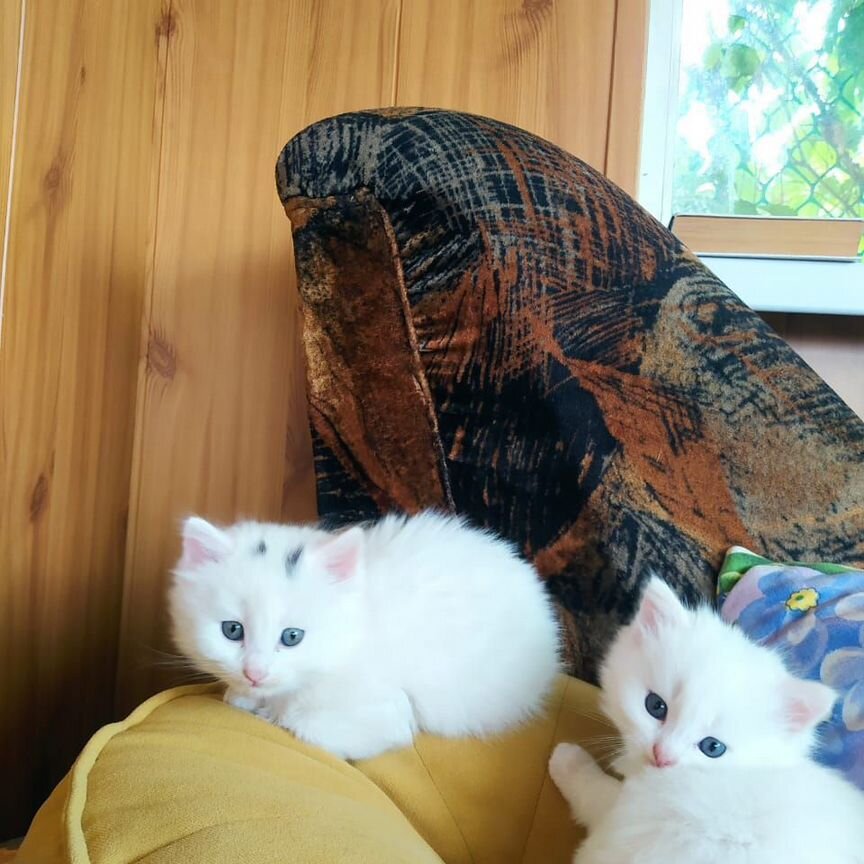 Котята в добрые руки бесплатно мальчик