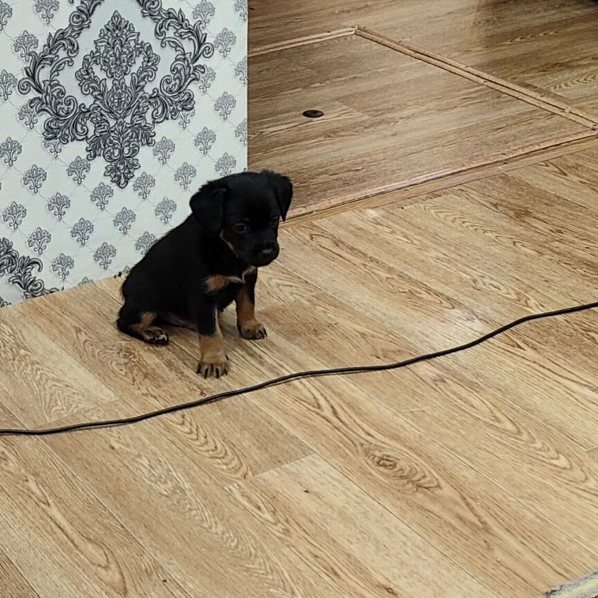 Продам щенка