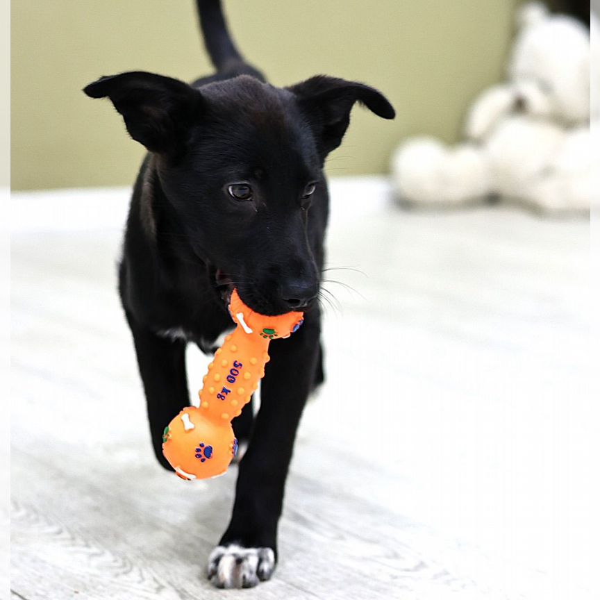 Щенок в добрые руки