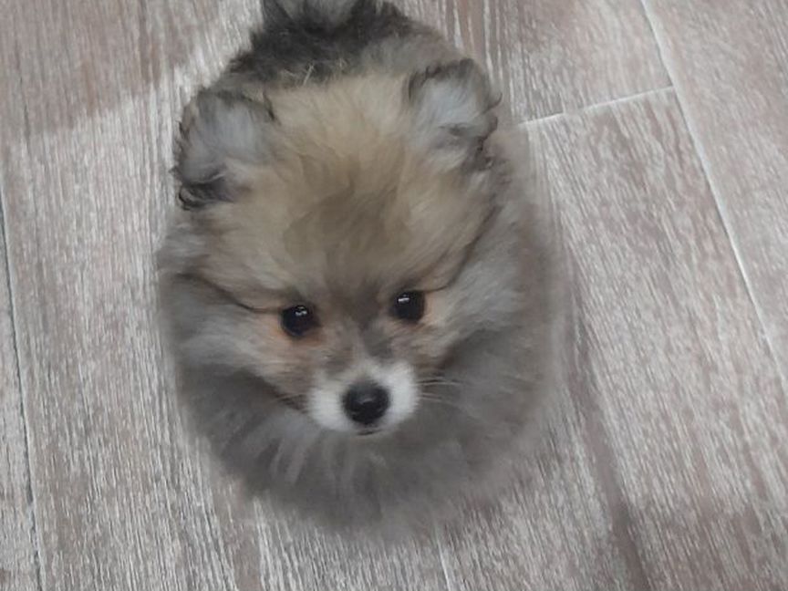 Померанский шпиц мини щенок