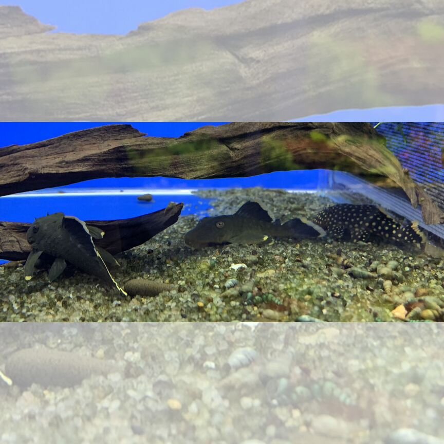 Номерные Сомы L081 L018 L117 L047 L027