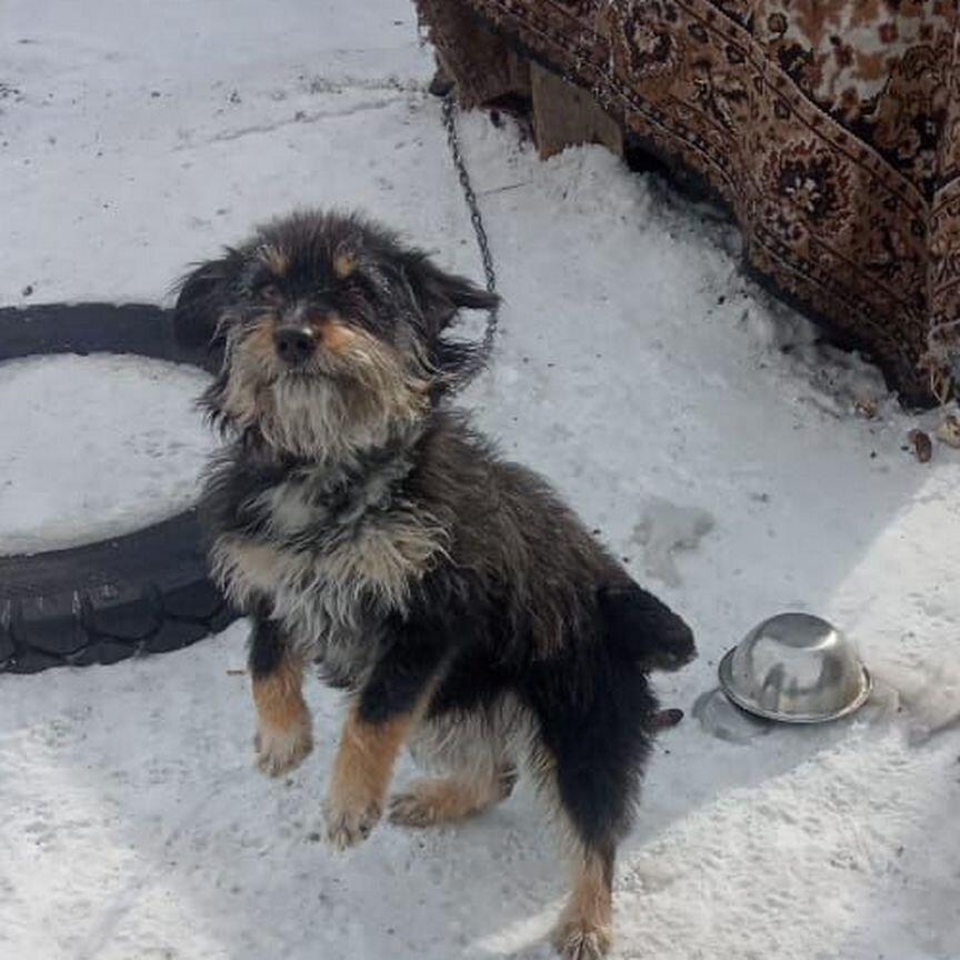 Взрослая собака в добрые руки