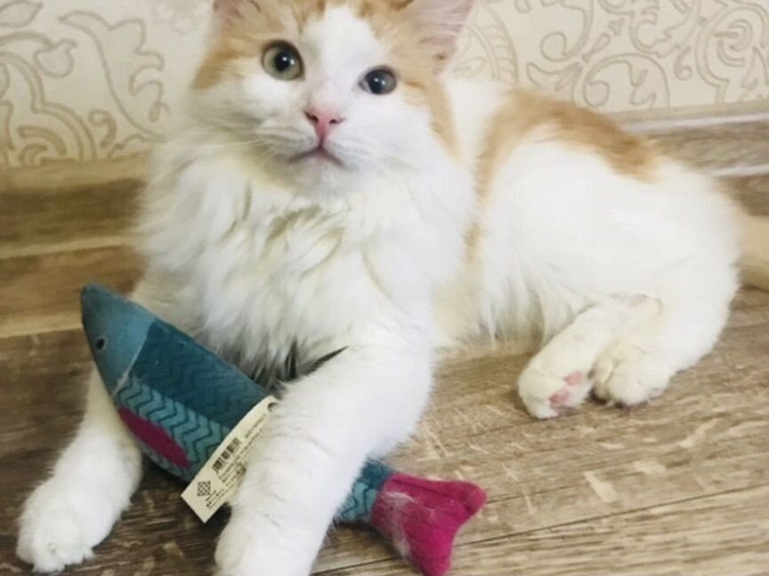 Котик подросток ищет родителей