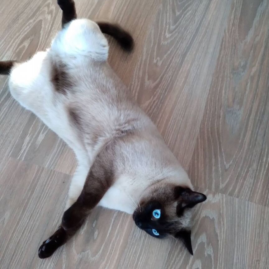 Отдам в добрые руки кота