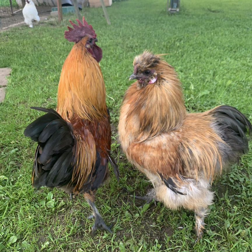 Молодые петухи