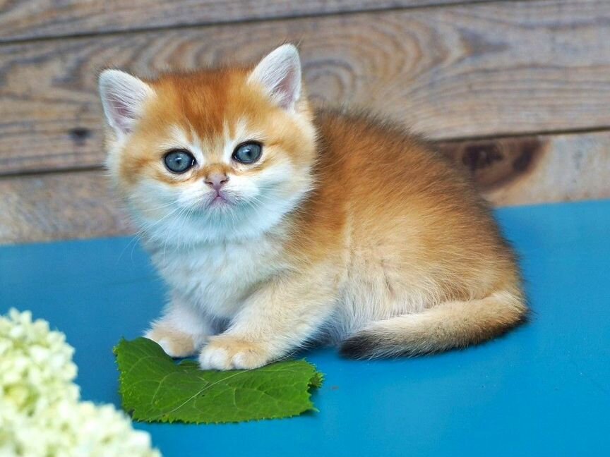 Британские золотые котята