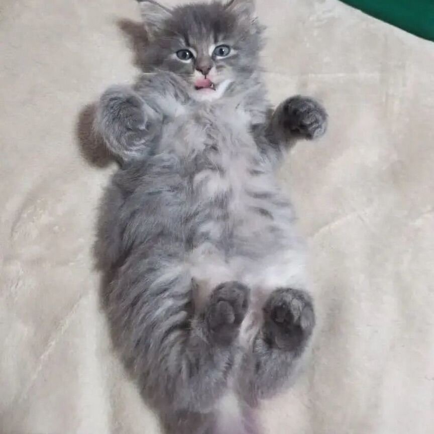 Мейн-кун котёнок