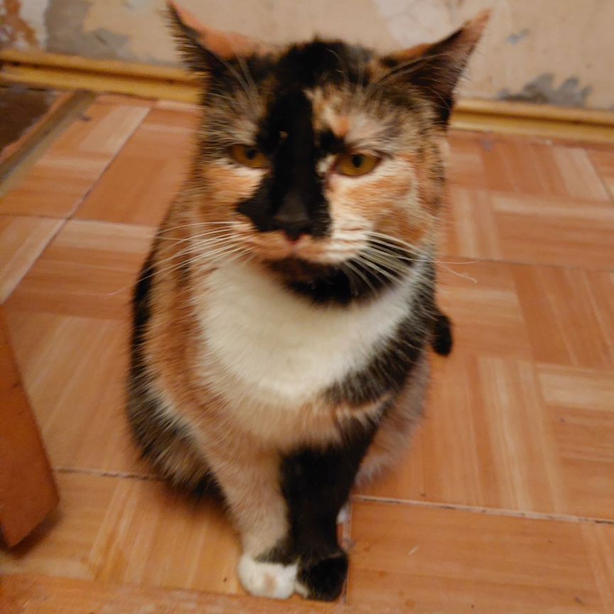 Взрослая, Девочка кошка в добрые руки