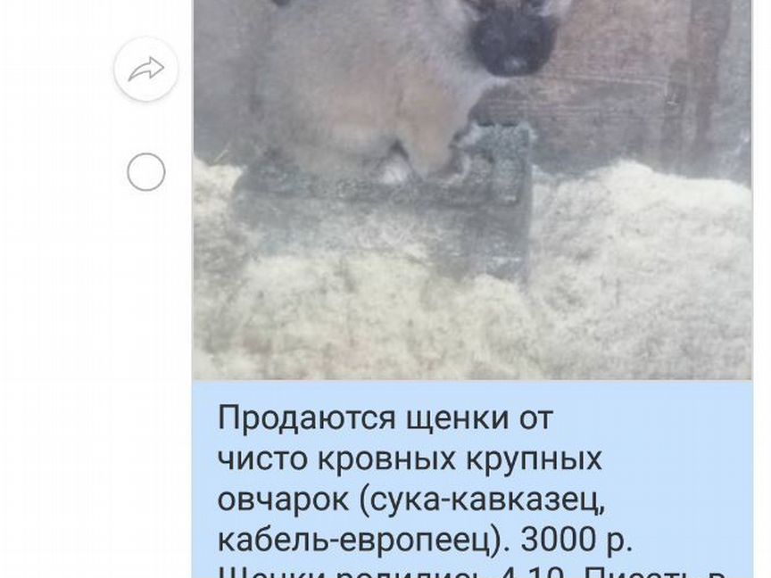 Кавказская овчарка продажа щенков