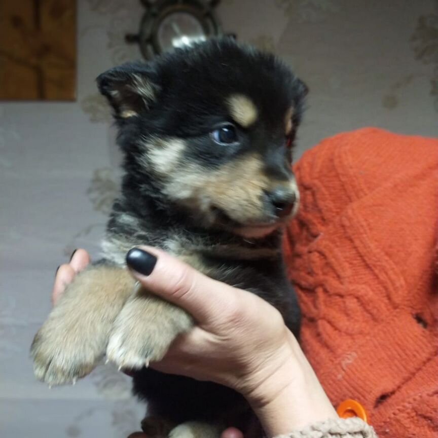 Щенки вырастут небольшими в добрые руки