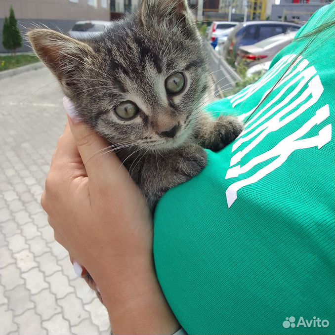 Отдадим котенка маленький в добрые руки