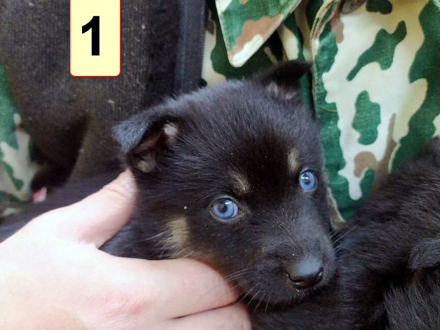 Щенки от мамы-полухаски