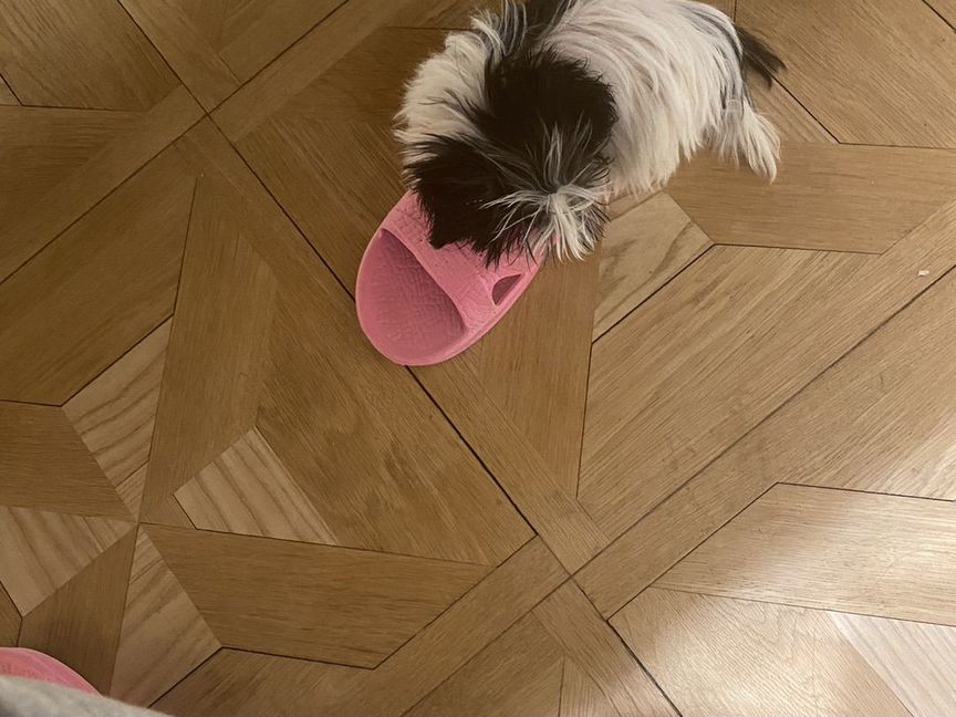 Карманная Мальтипу micro