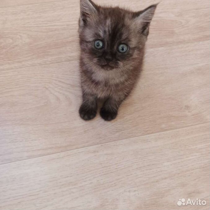 Отдам котика и кошечку британцы 2 месяца