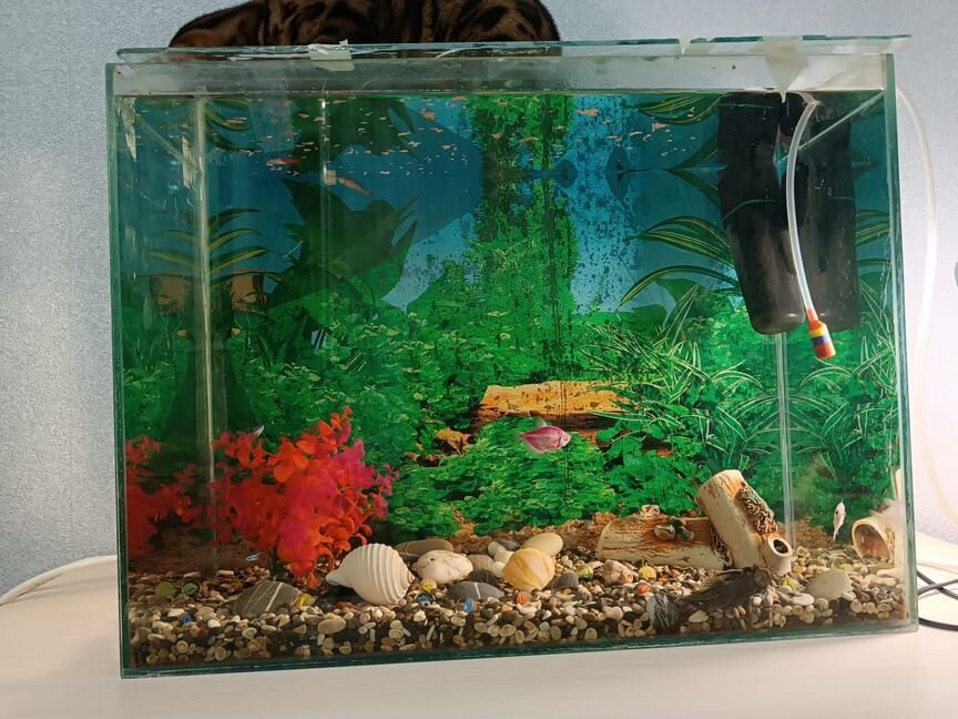 Аквариумные рыбки