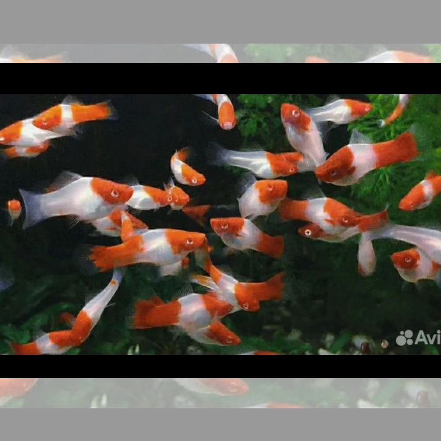 Меченосцы кои