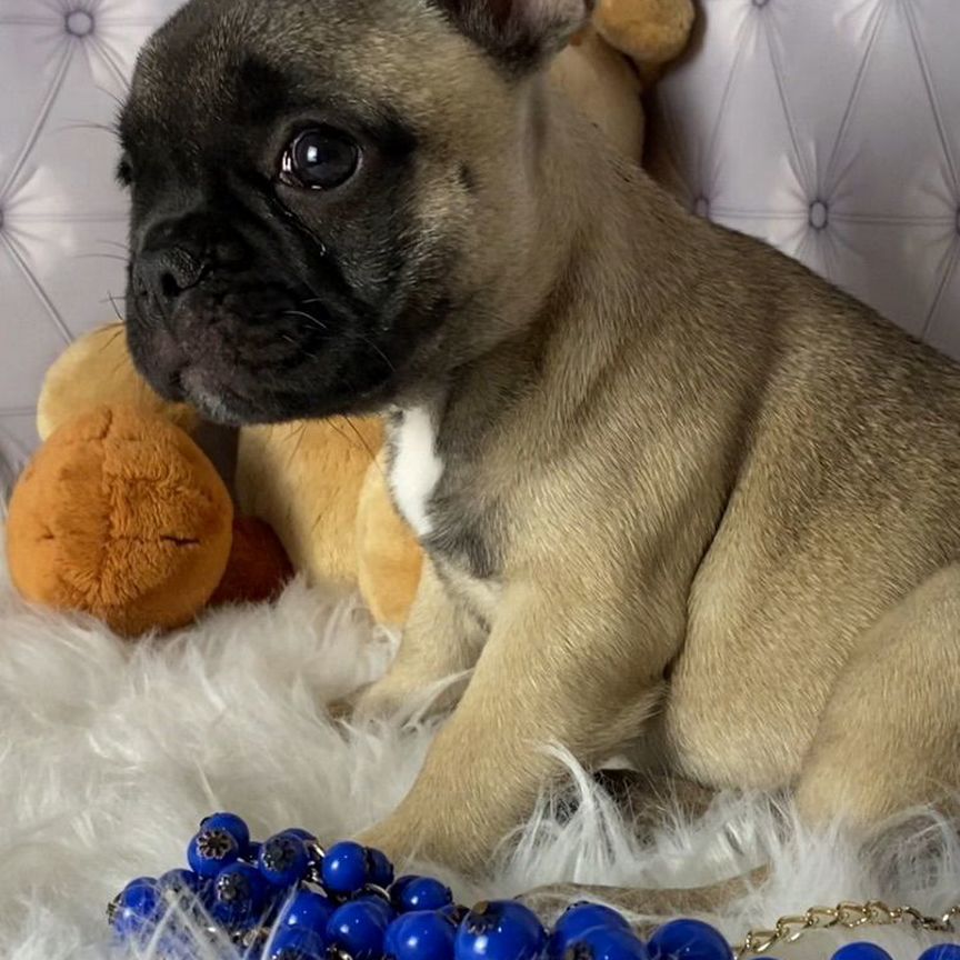 Французский бульдог щенки девочка