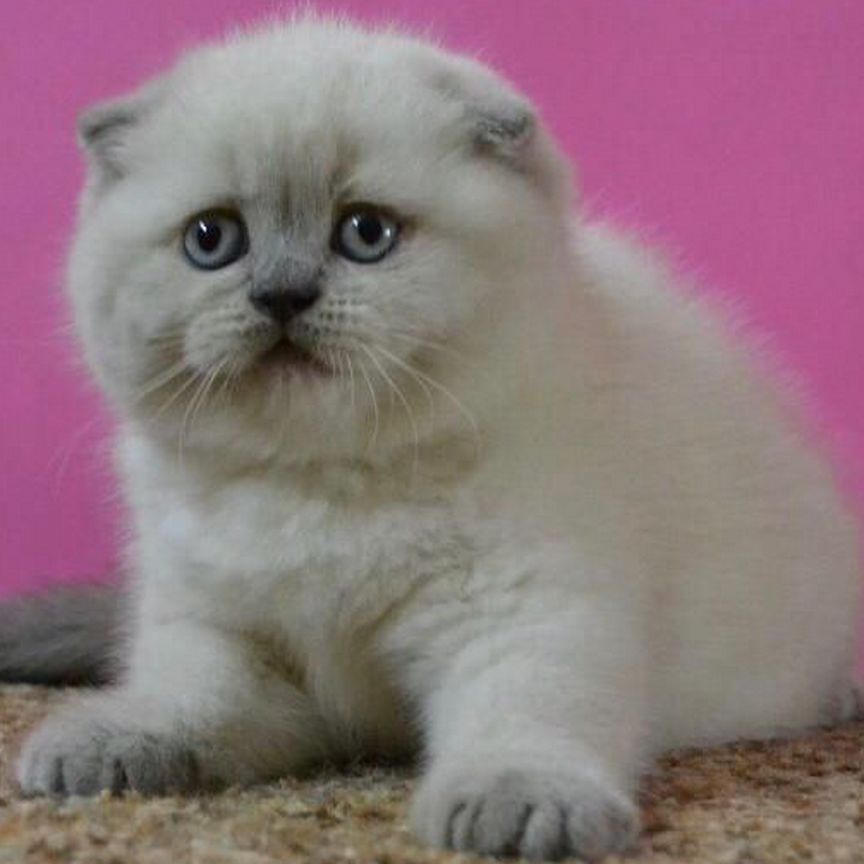 Шотландский вислоухий короткошёрстный котёнок