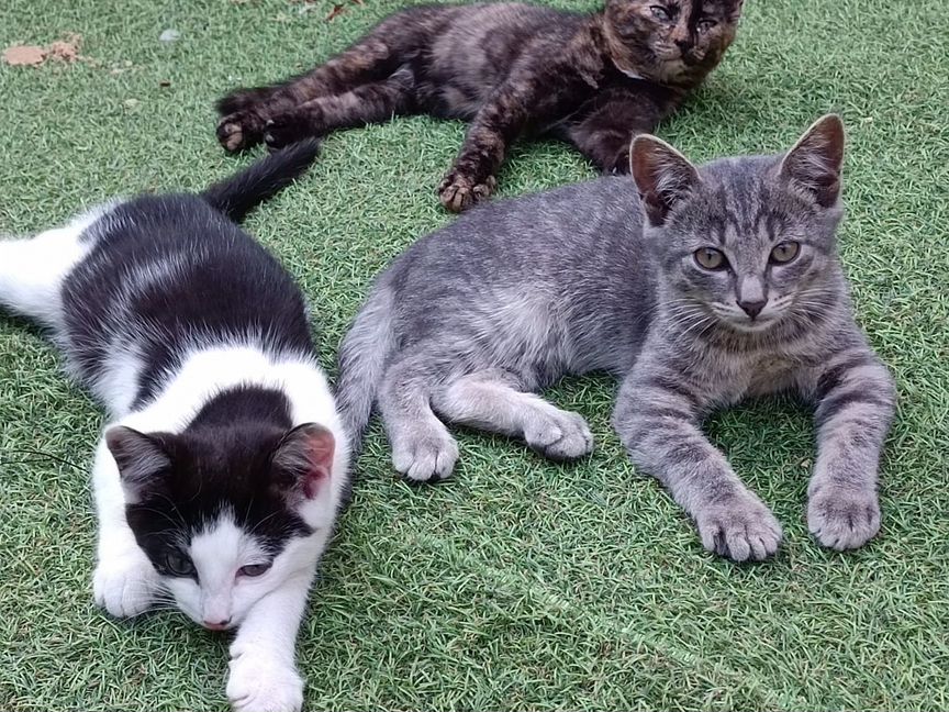 Кошка в дар