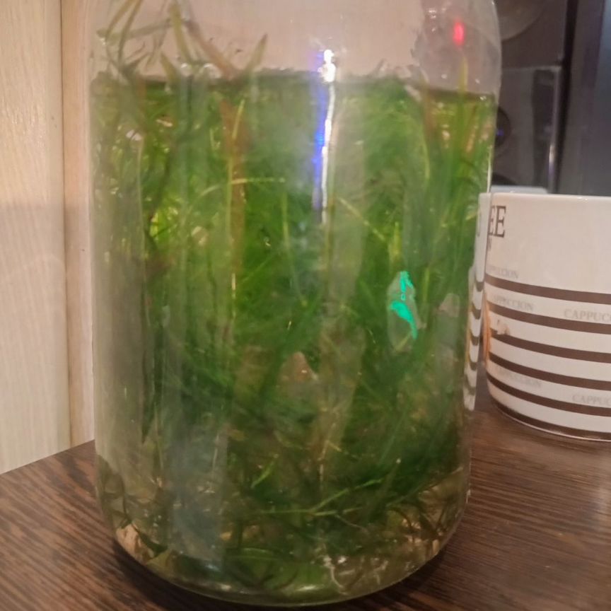 Аквариумные растения