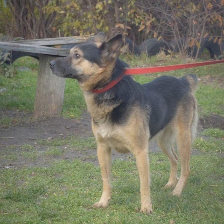 Киба ищет дом